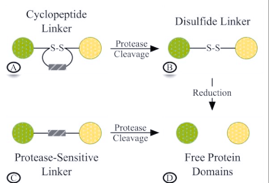 融合蛋白构建中的Linker设计与选择：从天然蛋白中汲取灵感