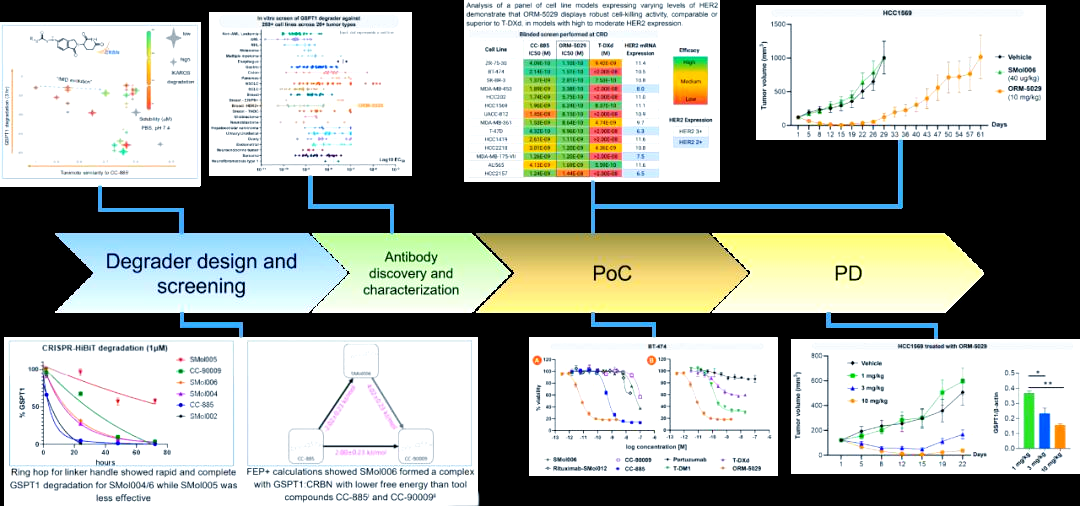 抗体偶联降解剂：一种新型药物研发模式及其药理药效评估方法