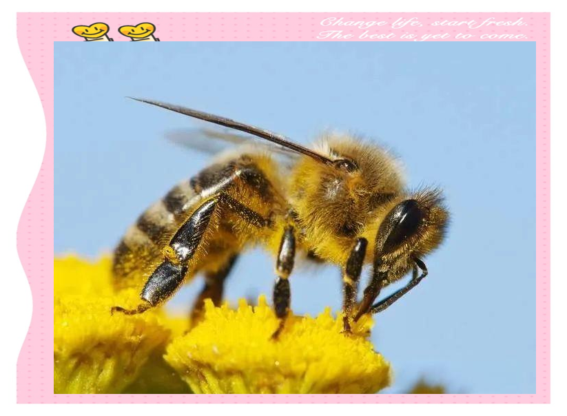 昆虫胸足的8种类型，你了解它们的功能吗