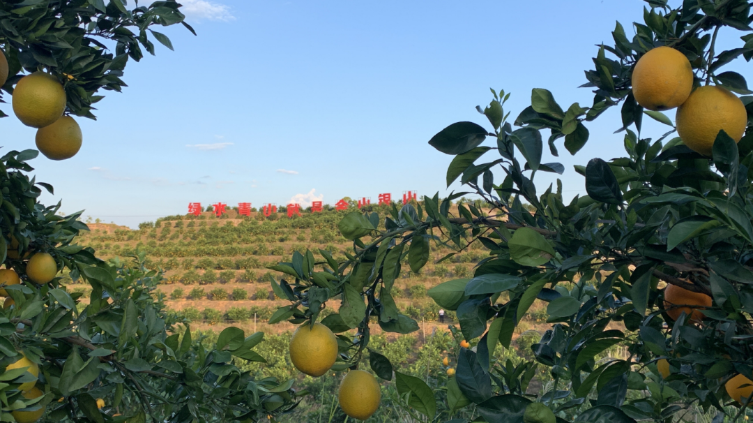 国土空间生态修复典型案例丨江西省赣州市山水林田湖草生态保护修复工程——赣县区崩岗生态修复项目