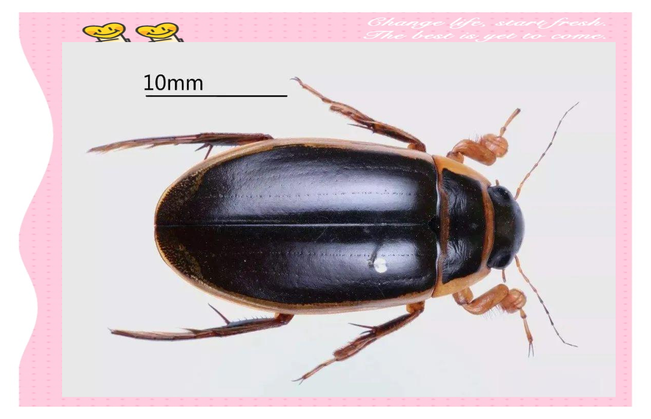 昆虫胸足的8种类型，你了解它们的功能吗