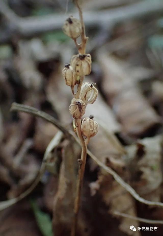 尖唇鸟巢兰，森林鸟