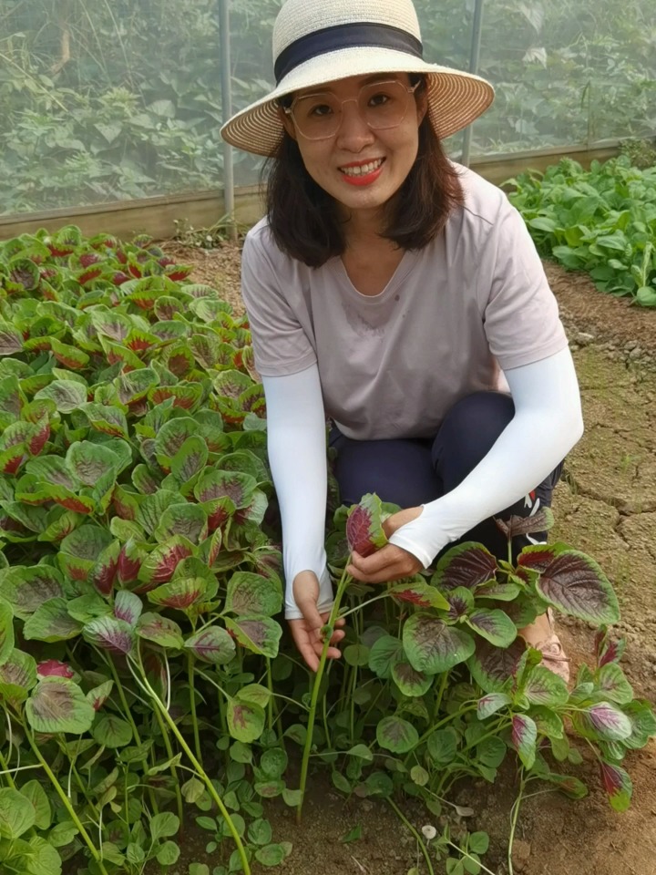 苋菜这样采收-度小视