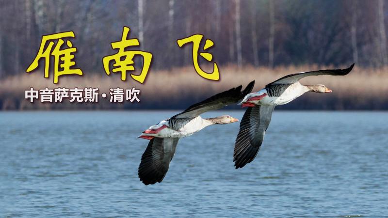 一曲经典老歌《雁南飞》,萨克斯即兴演奏,柔情婉转悠扬动听!音乐器乐演奏好看视频