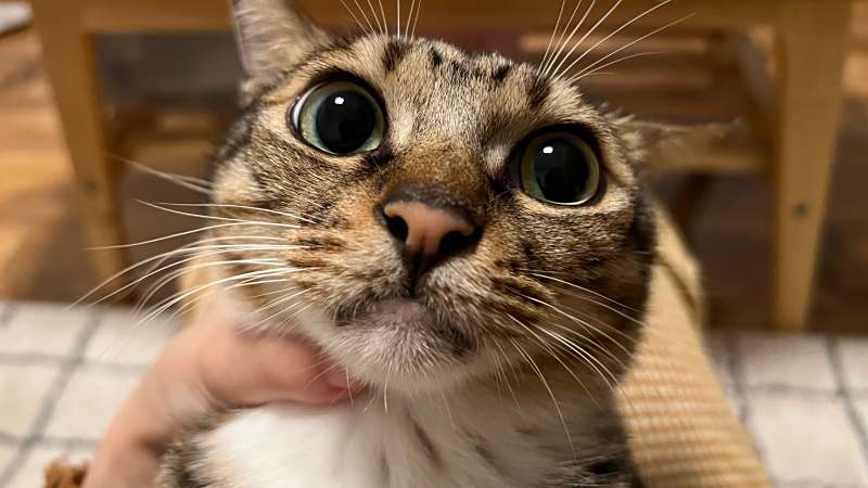 猫咪：我也有软萌的时候，别再说我只会臭脸了！ 搞笑 萌宠 好看视频