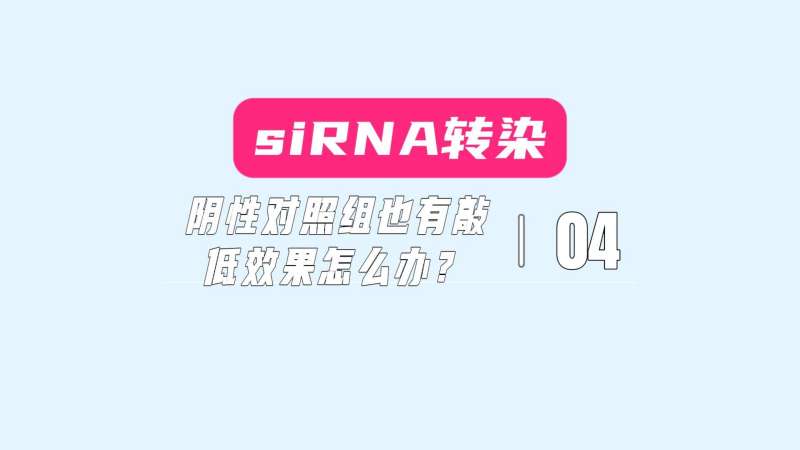 siRNA转染4-阴性对照组也有敲低效果怎么办,科学,生命科学,好看视频