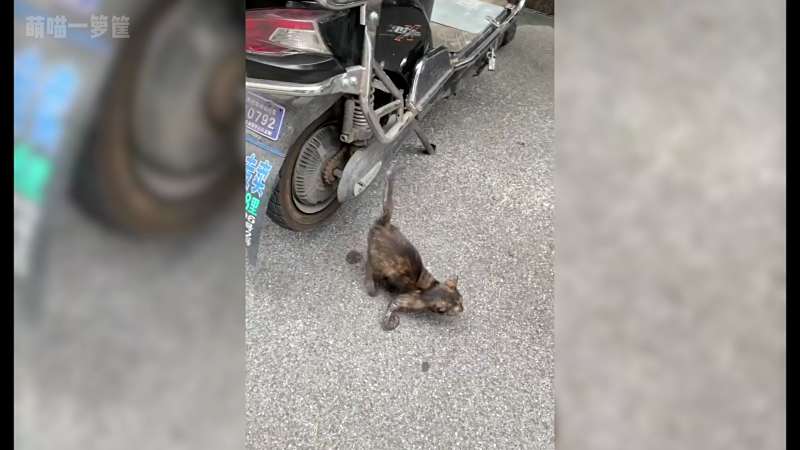 收养的流浪猫意外丢失，差点再次流落街头，主人拼全力终于找回宠物猫好看视频
