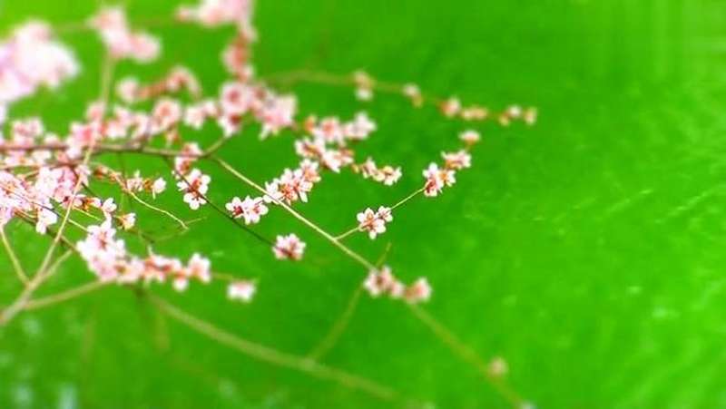 纯音乐One Day in Spring（春日）Bandari,音乐,流行乐,好看视频