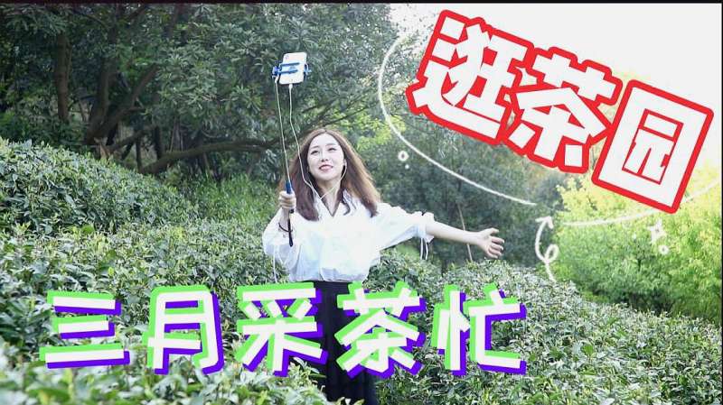 春暖花开时，小姐姐带你一起逛茶园，看看茶农如何采摘茶叶社会三农好看视频