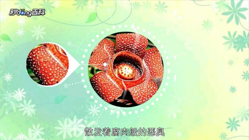 「秒懂百科」原来莱佛士花长这样,科技,科普,好看视频